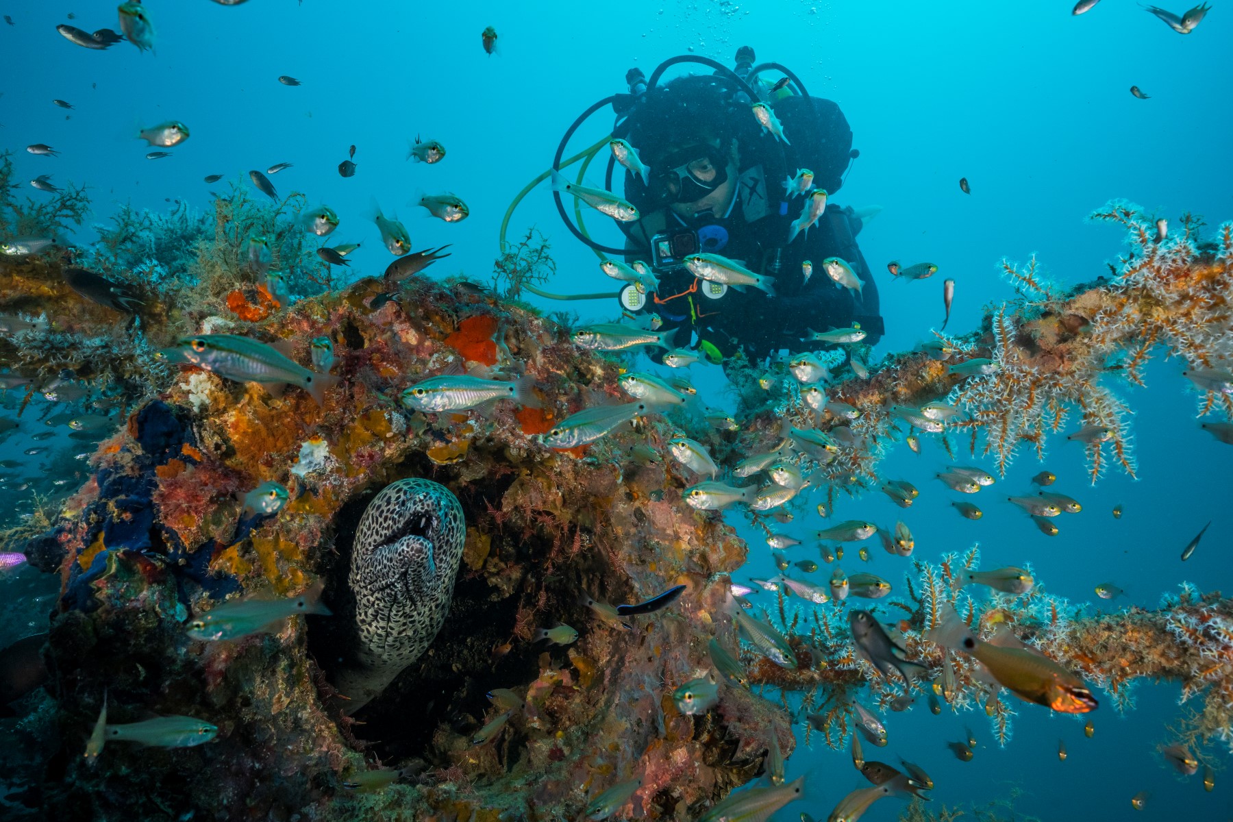 Legacy Beneath the Waves | PETRONAS FLOW